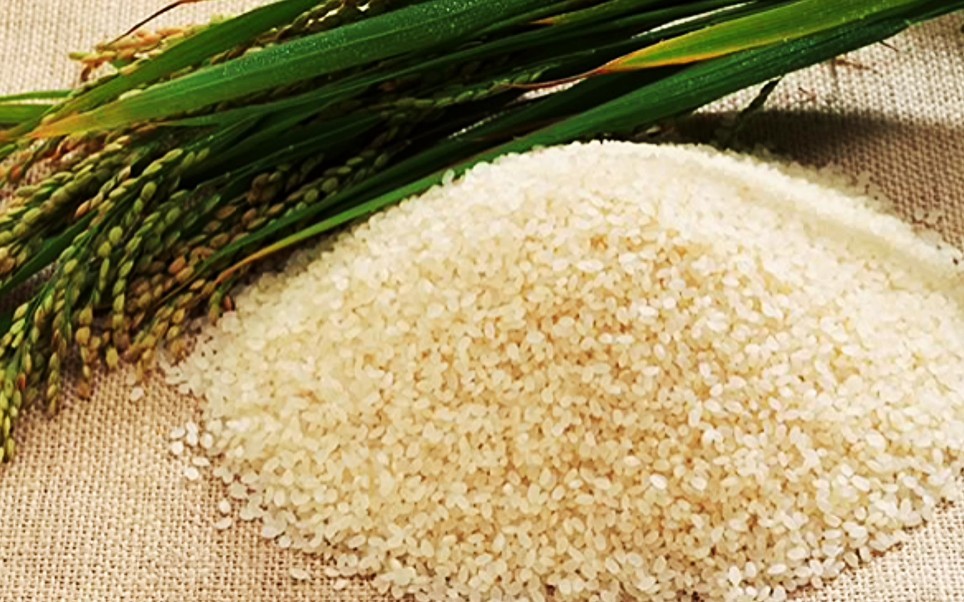 粮食之祖:稻谷和粟的发展史