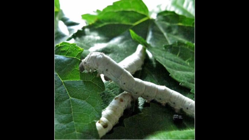 蚕砂就是蚕的粪便,它是一味良好的中药
