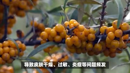 沙棘油竟是修复圣品?三重逆天功效拯救烂脸危机!