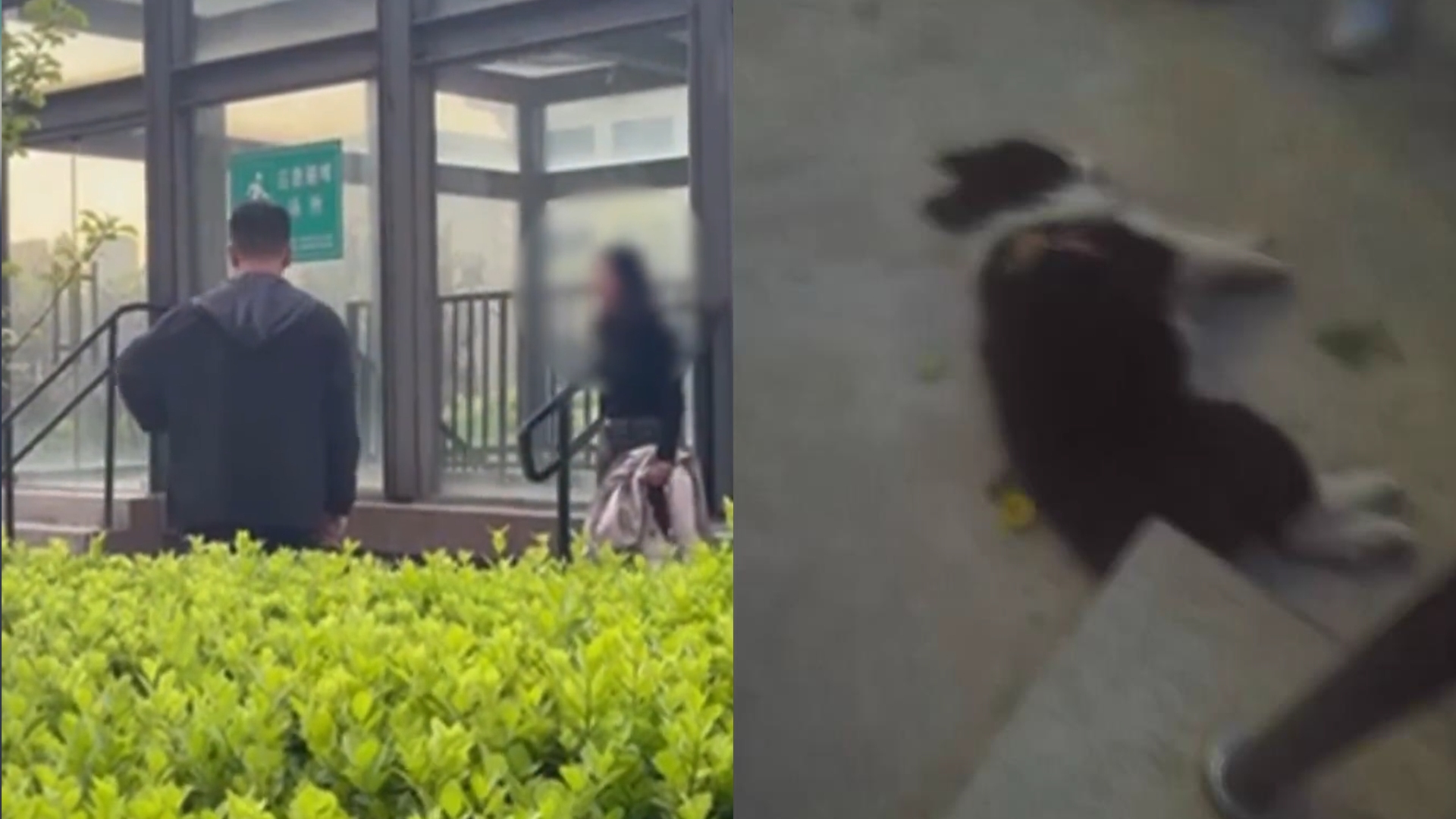 宠物狗吓哭1岁小孩被家长当众摔死,犬主否认咬人:幼犬没牵狗绳