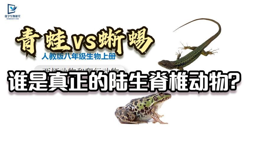 青蛙为啥能水陆两栖生活?娃娃鱼可以吗?谁是真正的陆生脊椎动物