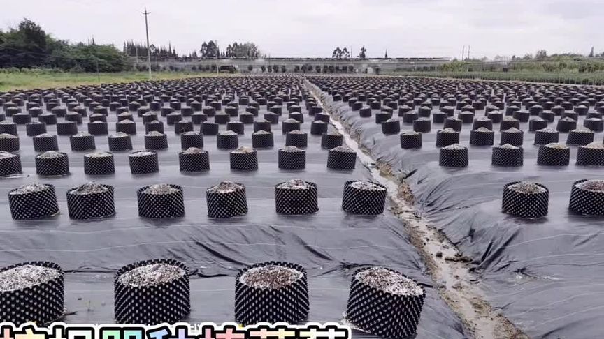 永远热爱富有生活气息的小细节草布#蓝莓使用控根器
