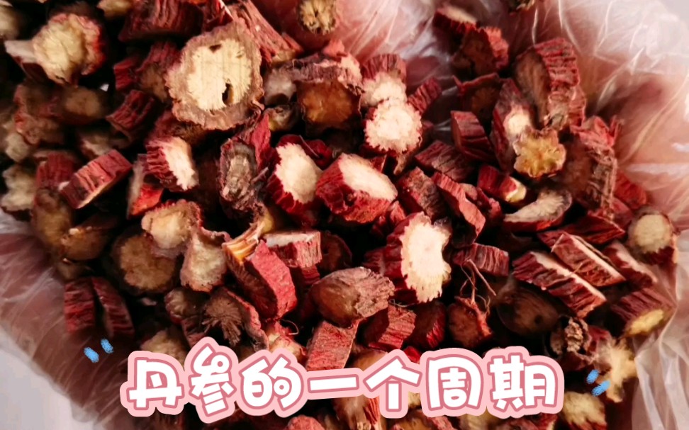 神器的中药,丹参的一生,丹参为唇形科多年生草本植物,以干燥的根入药...