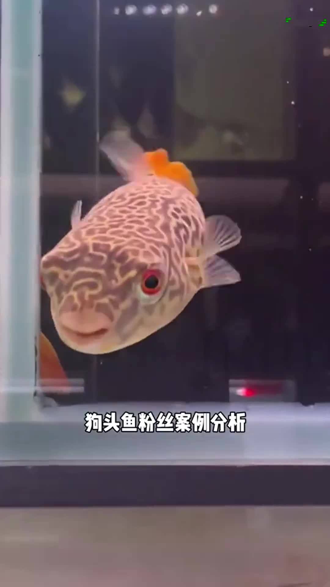 狗头鱼案例分析:大缸入大鱼