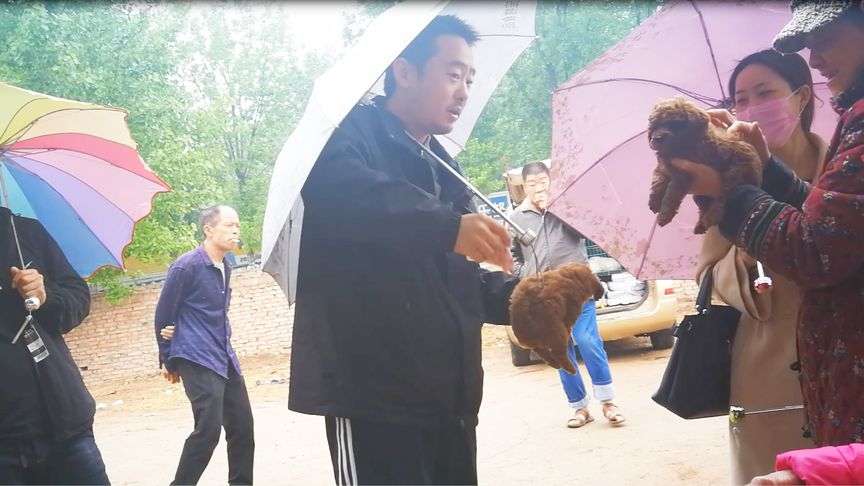 狗市上售卖的泰迪小狗很可爱,售价300块钱一只,是不是太便宜了