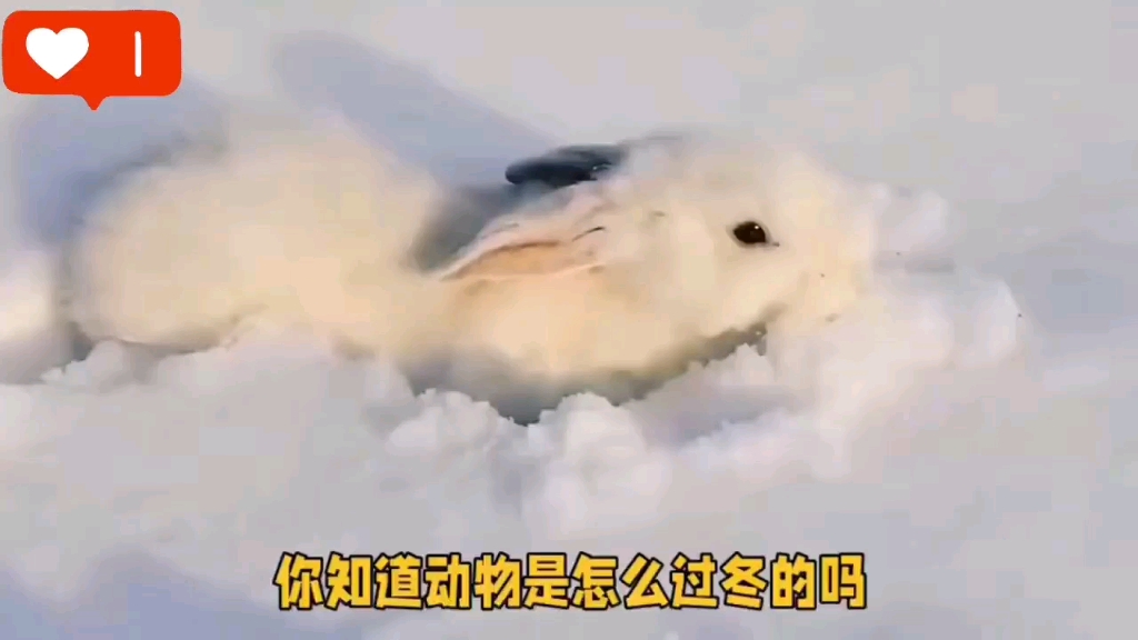 小动物过冬的方式