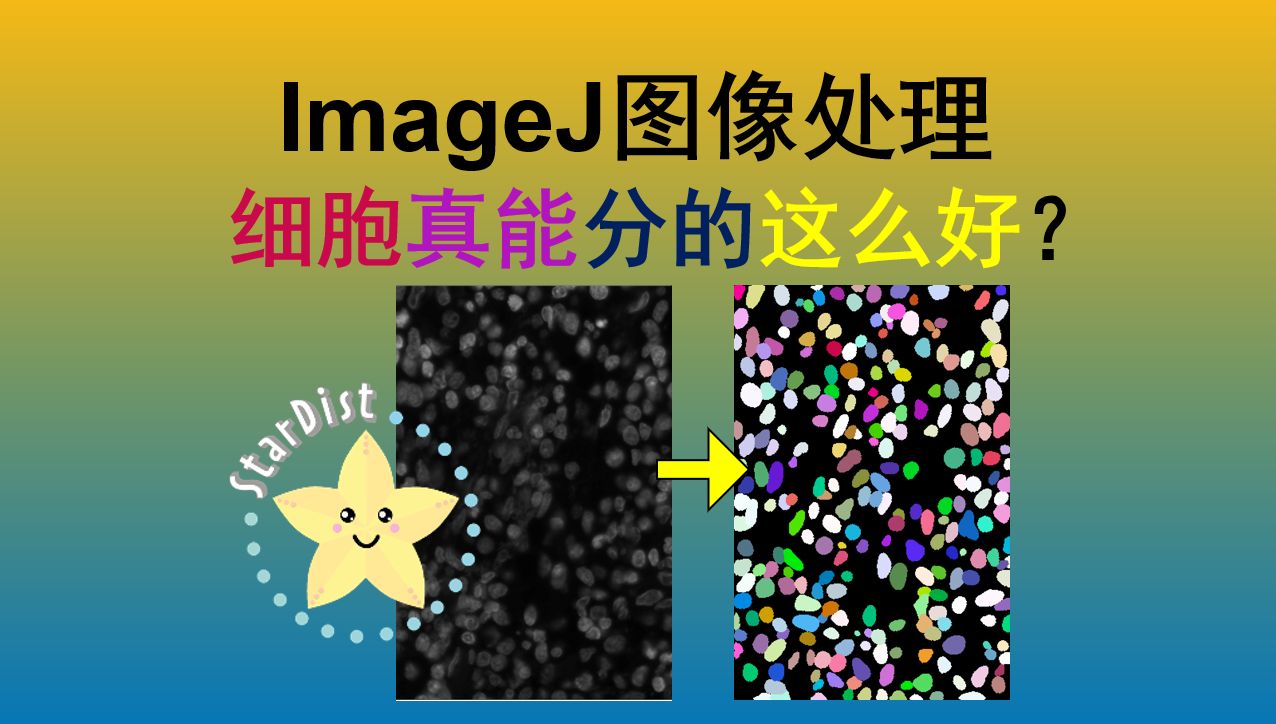 『充电专享』ImageJ图像处理 - StarDist助力高难度细胞识别统计