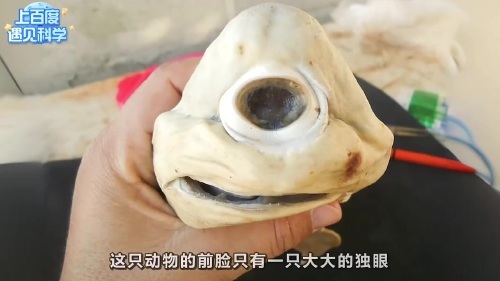 三类异形生物集体搁浅,疑似外星来客,围观群众拍摄实录