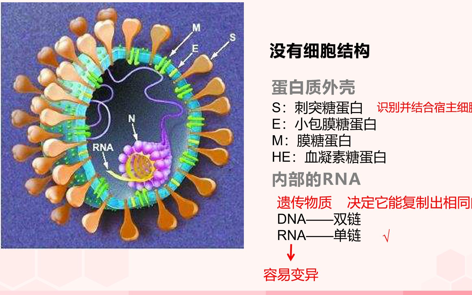 【科普课】新冠肺炎知多少(初中生物老师自制)