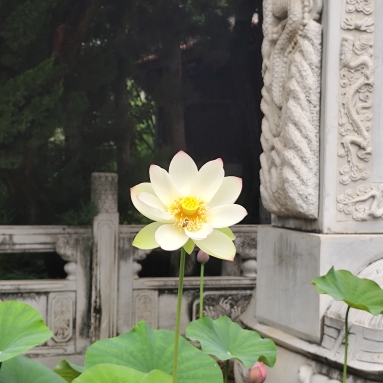 土豆炖牛腩西红柿拌糖 