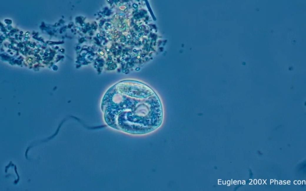 麦克奥迪相差显微镜观察微生物形态结构视频集锦
