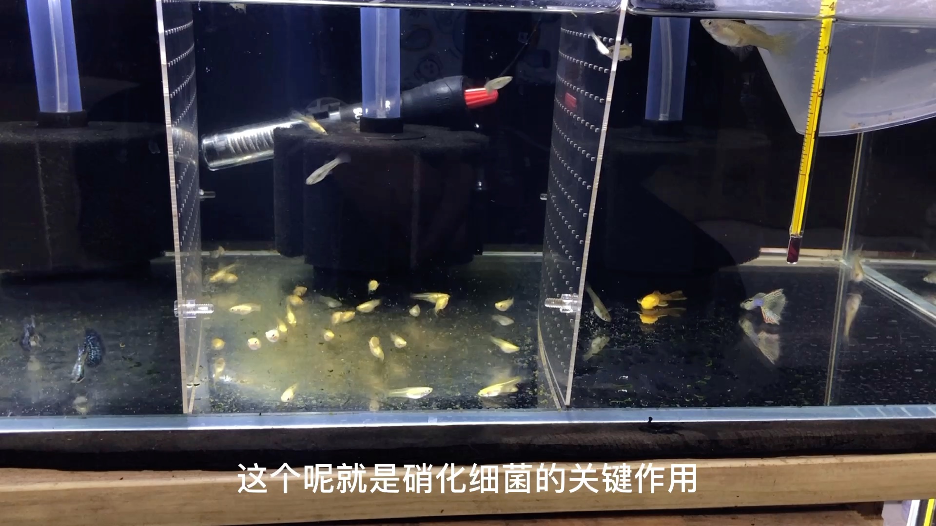 硝化细菌作为鱼缸中的天使,对于控制水质有很重要的作用
