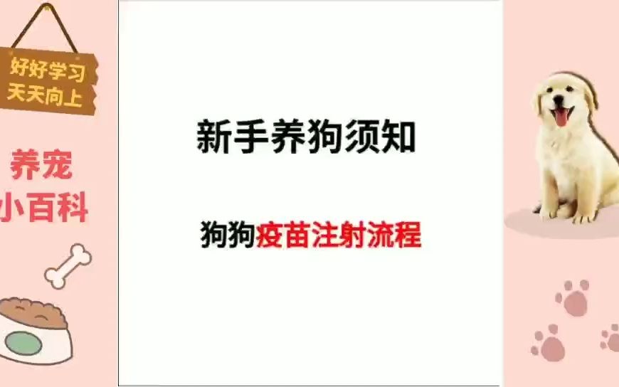 新手养宠须知:狗狗疫苗注射流程