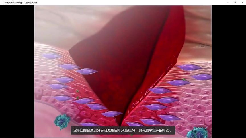 组织的修复