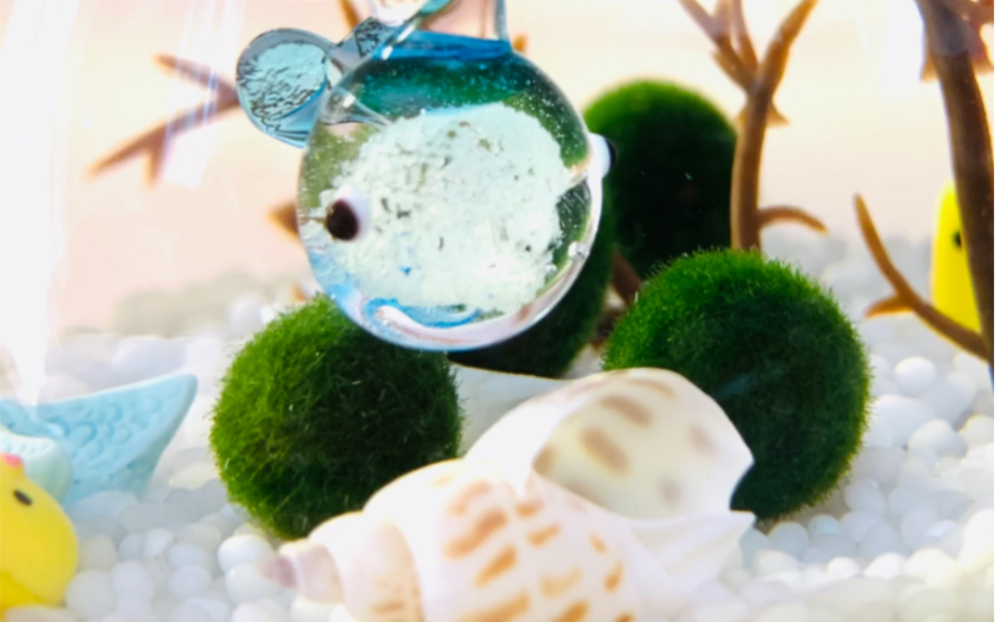 给marimo海藻球换水啦～