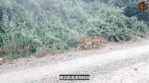 狗妈带娃讨生活,绑绳险境终得救!