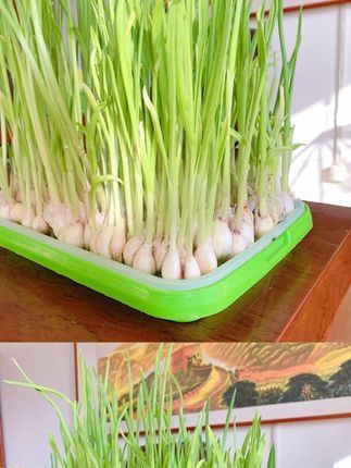 家庭种蒜苗盘!蒜苗要想长得好,这一剪刀少不了。#蒜苗 #种植小技巧 #...
