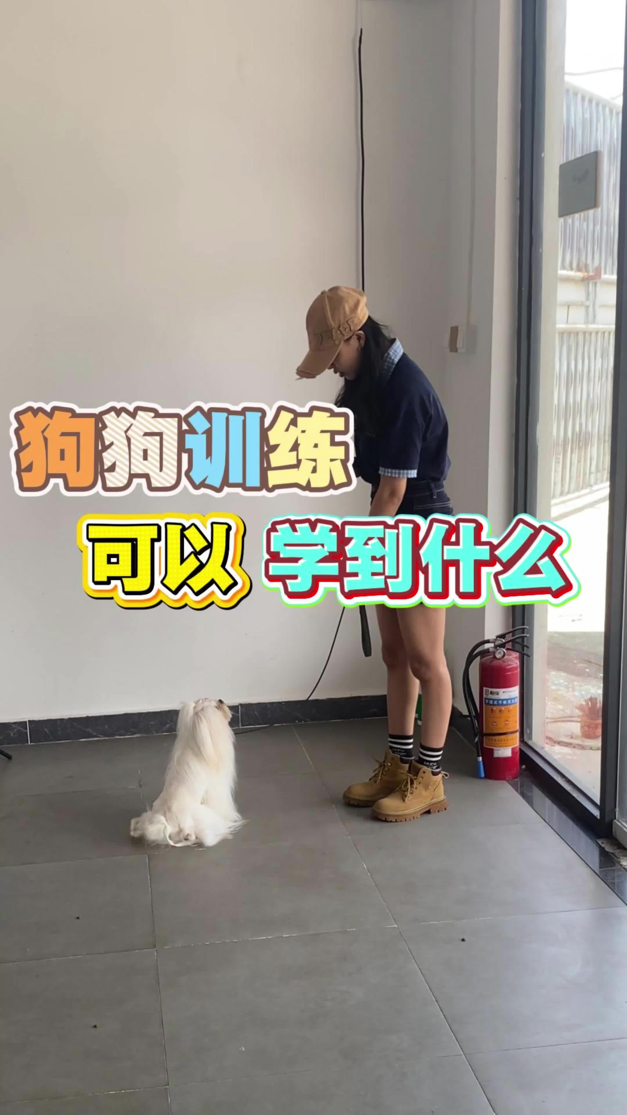 狗狗在训犬学校一个月可以学到什么呢 #训犬 #训练狗狗 #训狗 #宠物...