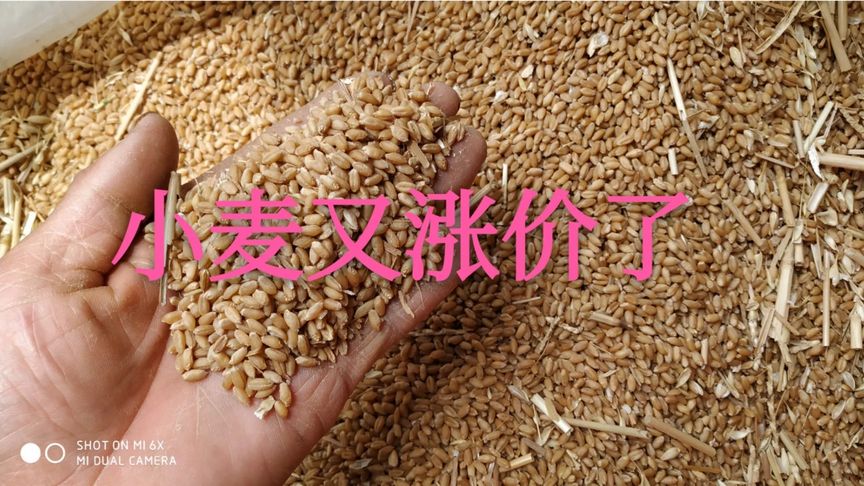 小麦现在啥价,存放半年的小麦,看看涨到多少钱一斤