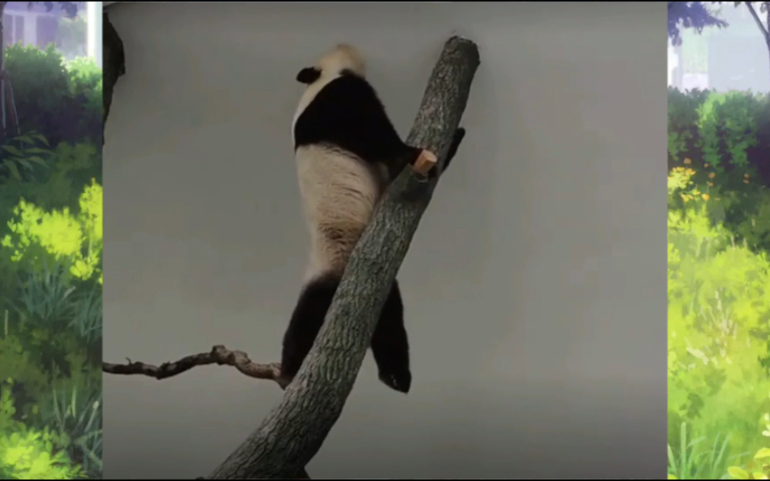 大熊猫,但是在俄罗斯3