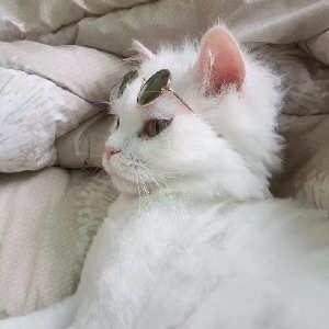 鬼笵 