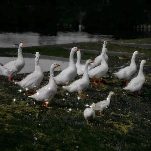 维二多多疯学版 