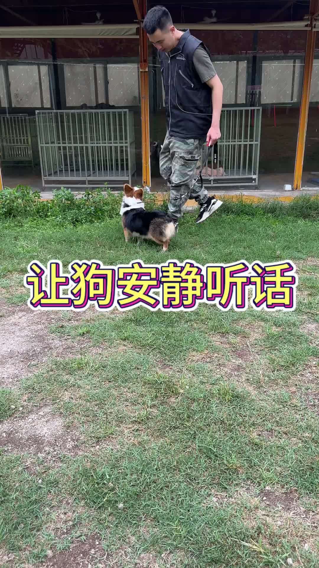 视频有点长,耐心看完 你的狗狗也能安静听话
