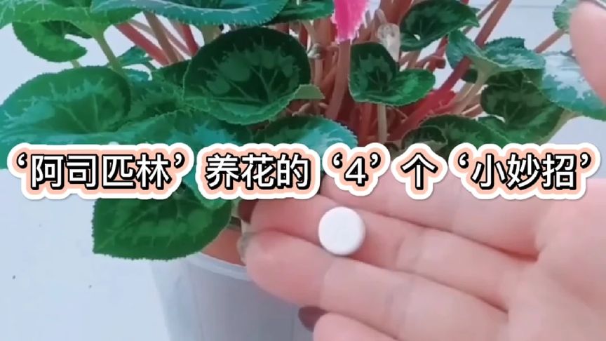 ‘阿司匹林’养花效果好，教你正确的使用方法，千万不要‘滥用’