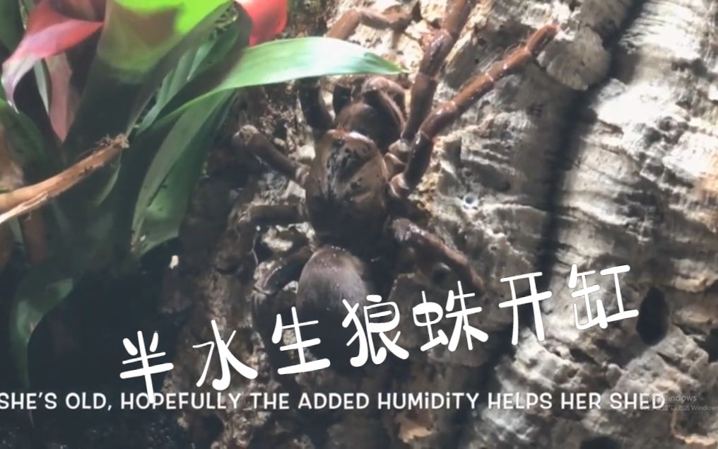 Biopod 开缸造景(半水生狼蛛)雨林缸、苔藓缸、生态缸、兰花缸、水陆...