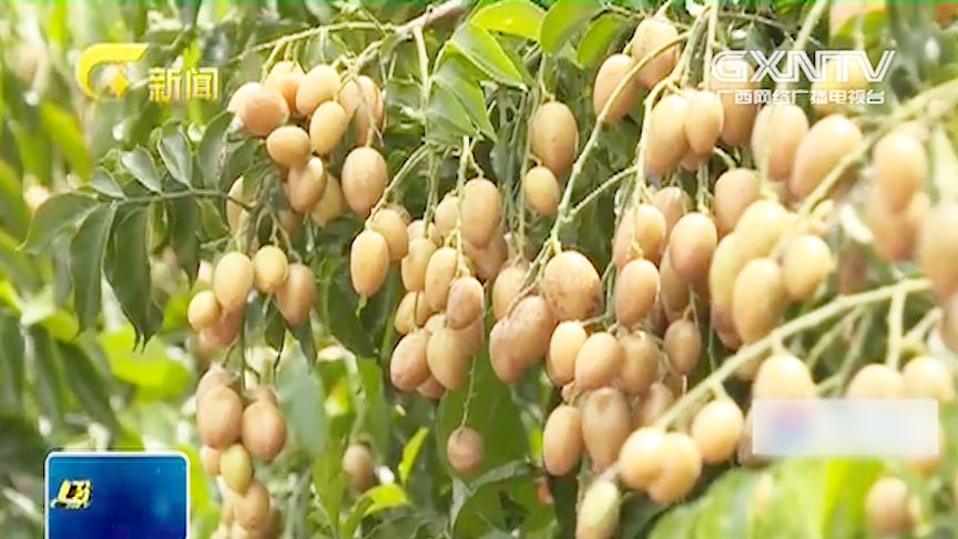 种植黄皮果喜获大丰收 带动农户脱贫致富 各地客商纷至沓来