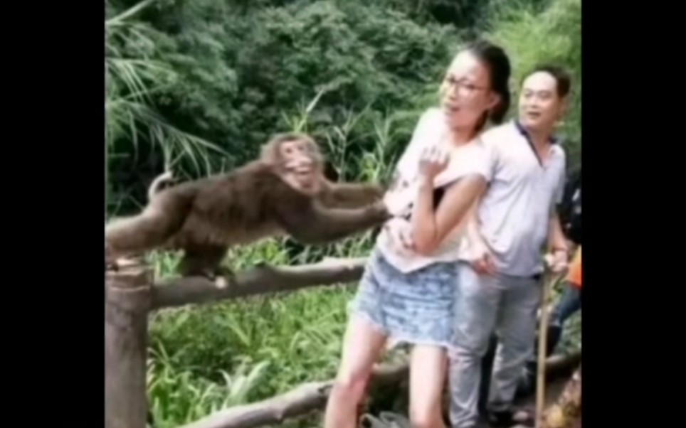 找到你了猴子(我活的不如一个猴子)。