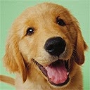 金毛评测犬 