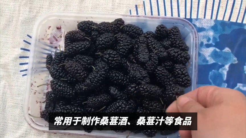 桑葚是热性还是凉性 桑葚的功效与作用