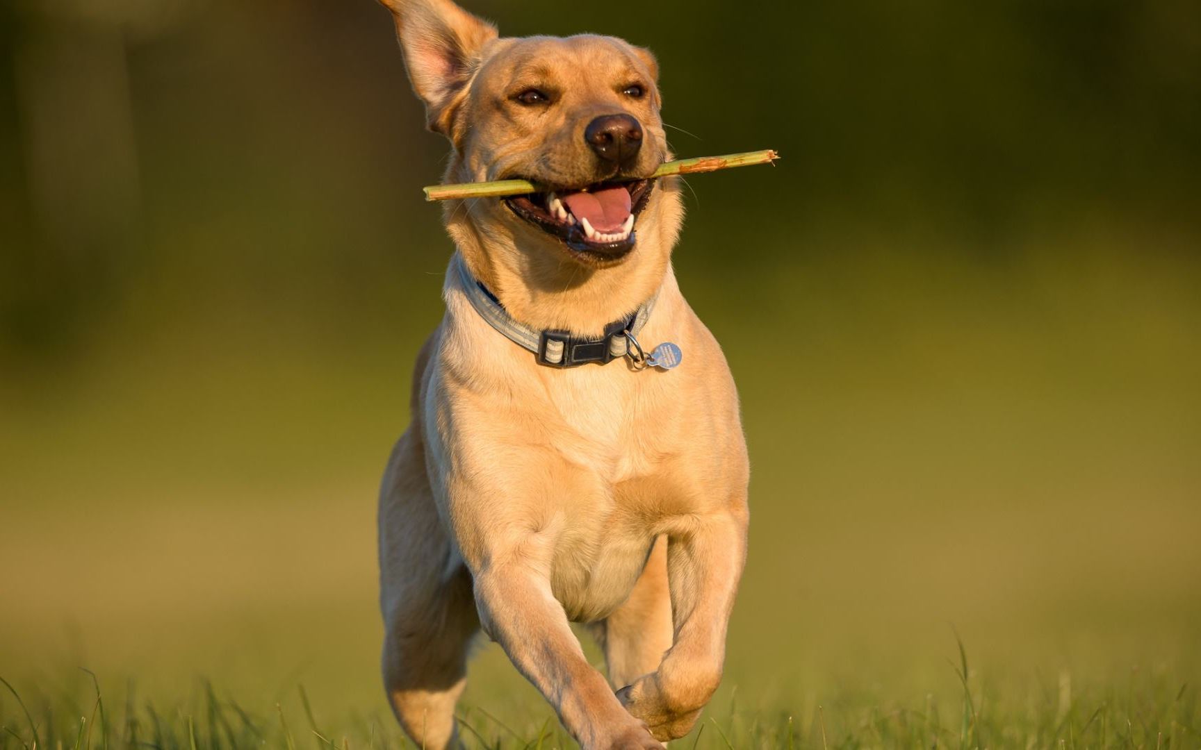 狗狗训练教程18个技巧详细介绍,拉布拉多犬怎么训练?方法