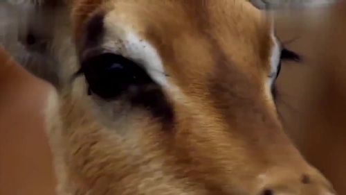 弱肉强食,动物世界的生死大战,场面十分精彩