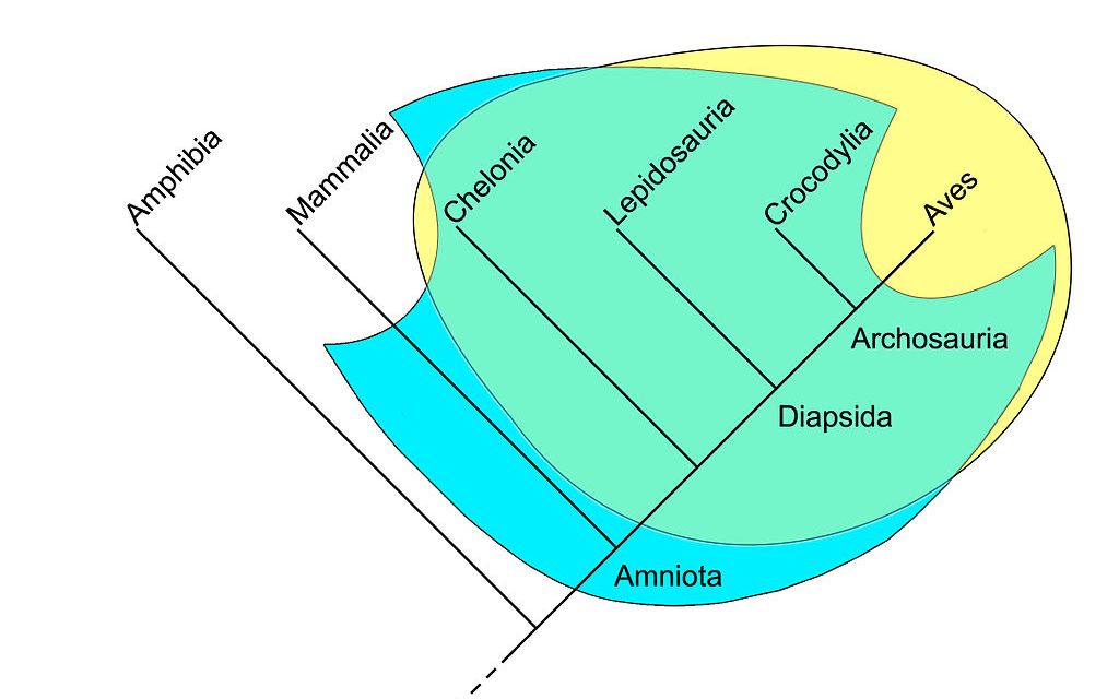 【动物分类】[知识讨论]从爬行动物谈新旧分类学