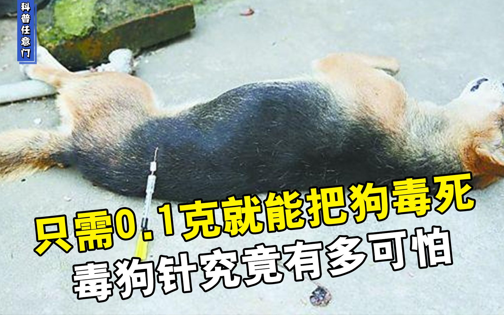 只需0.1克就能把狗毒死,毒狗针有多可怕,被毒死的狗被送去了哪里