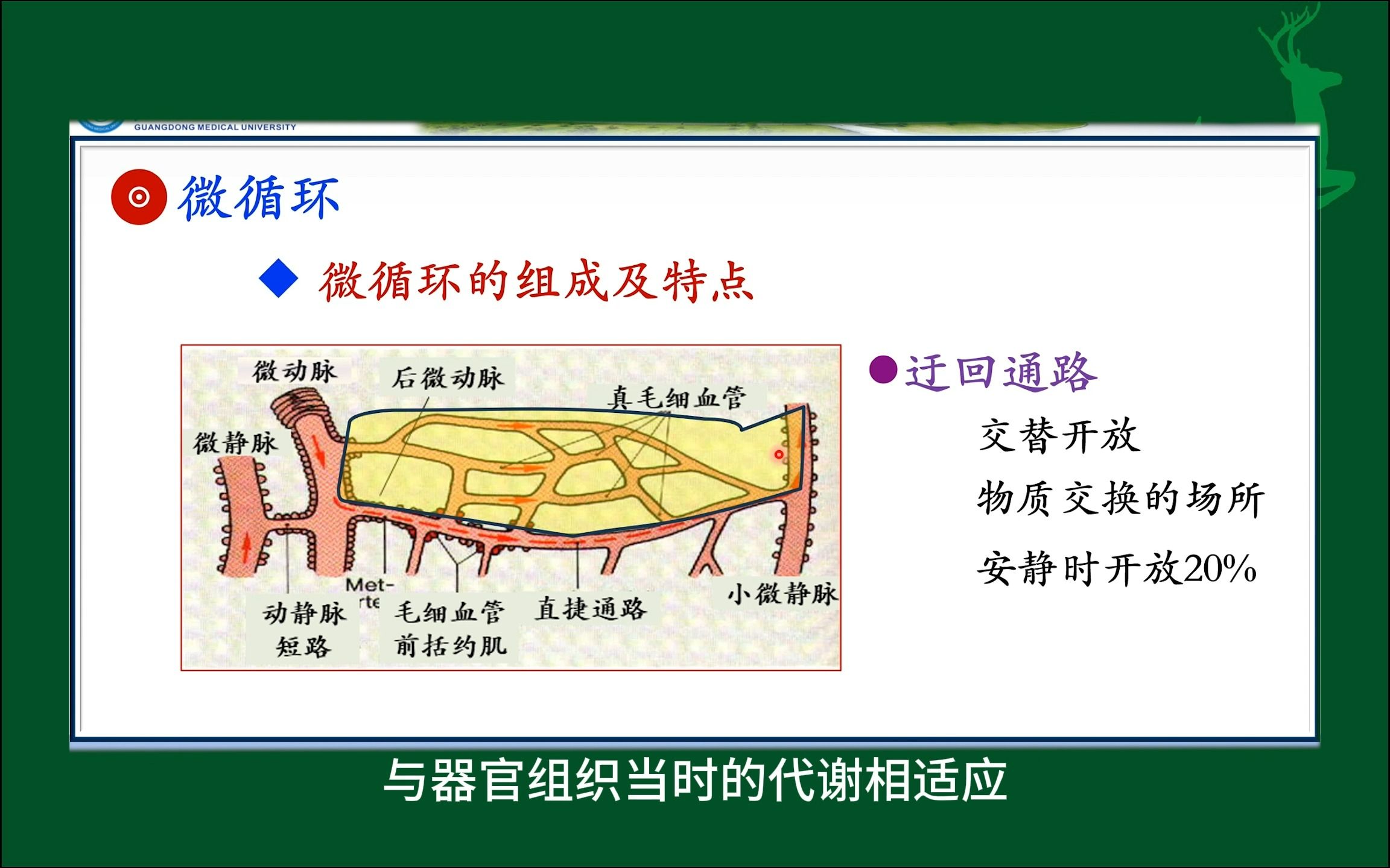 #微循环#人体生理学#医学科普#每天学习一点点