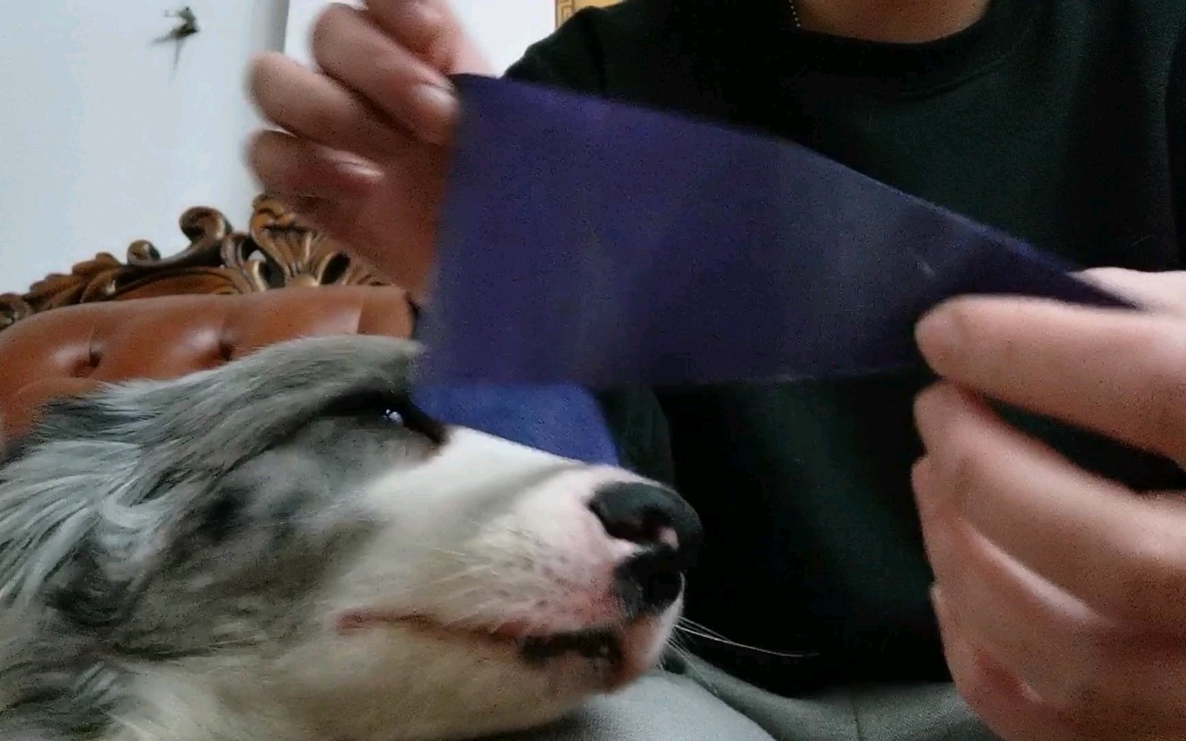 【里昂hrb】真皮不是皮？绵羊皮怎么分辨 买皮衣必看