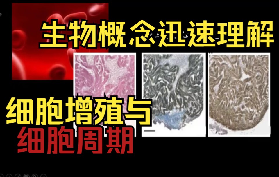 【高中生物】细胞增殖与细胞周期概念速理解,秒懂