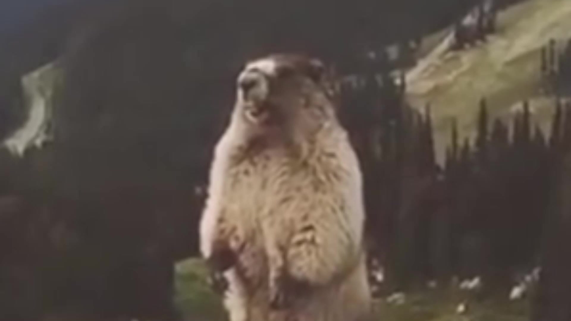 皇室战争我太富时刻#2:部落冲突.表情战争