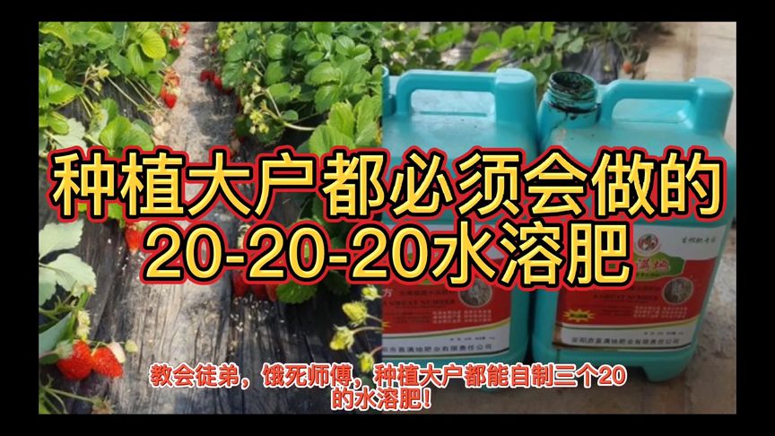 打死农资店老板都不会说的平衡水溶肥配方!种植大户必须收藏!