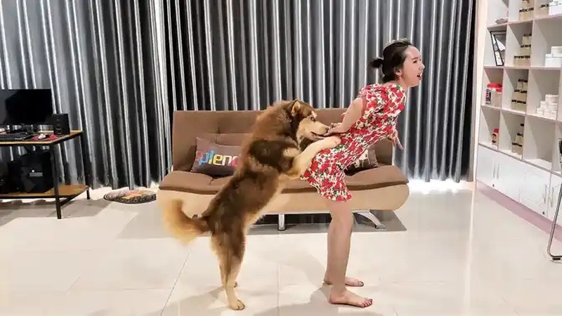 你见过这么爱生气的狗狗吗任凭女子怎么哄逗也不行,这该咋办