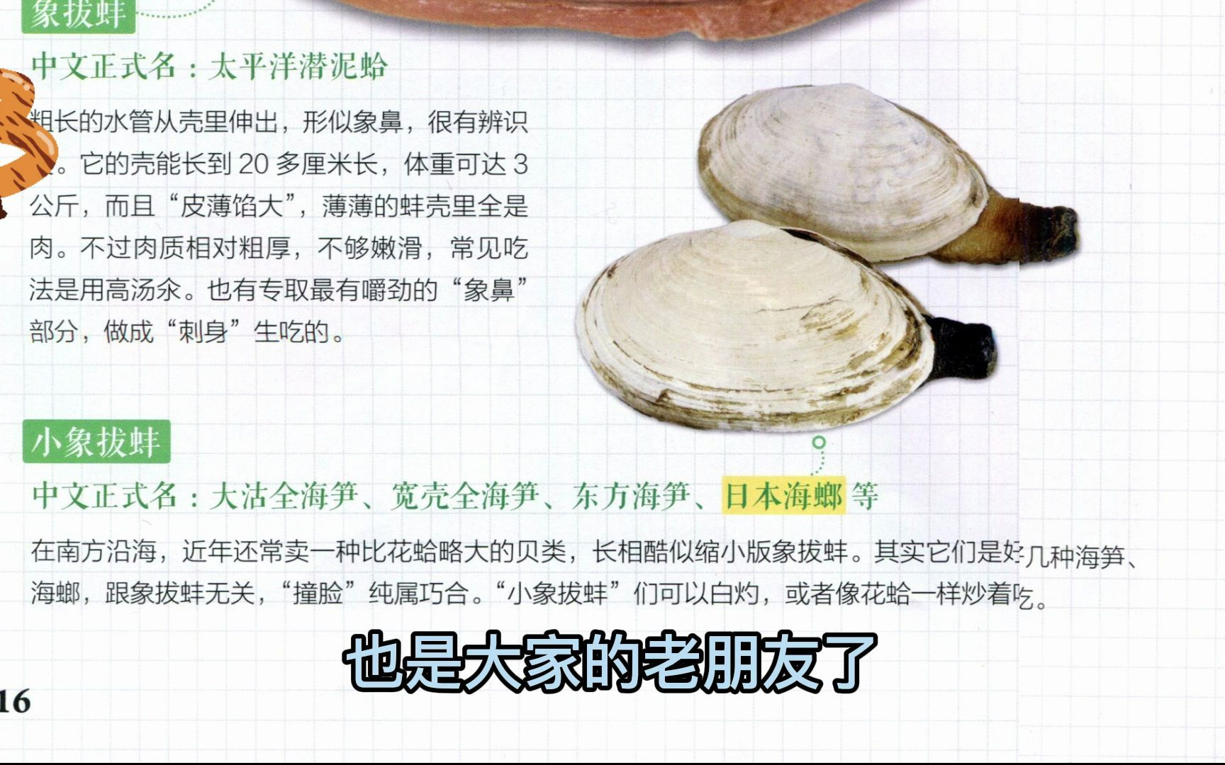 常见贝类海鲜大盘点(上)