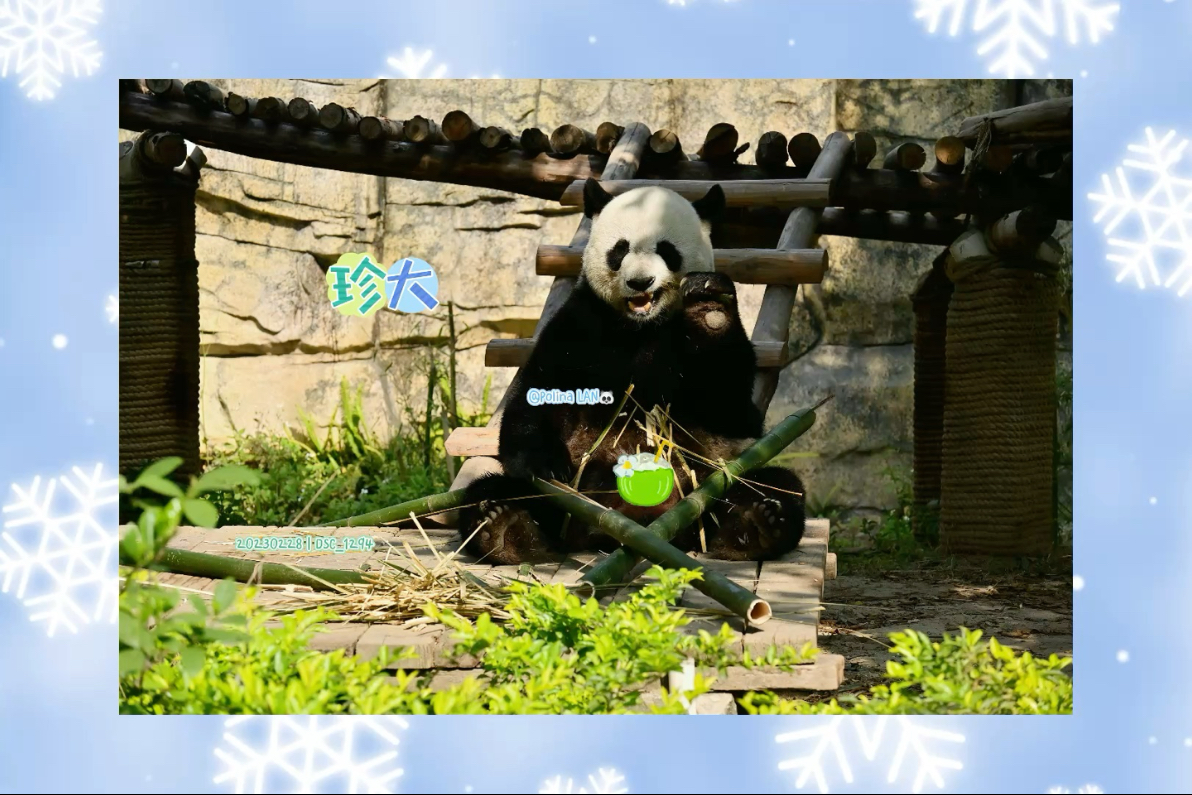 大熊猫珍大:大圆头+大朵朵(20230228)