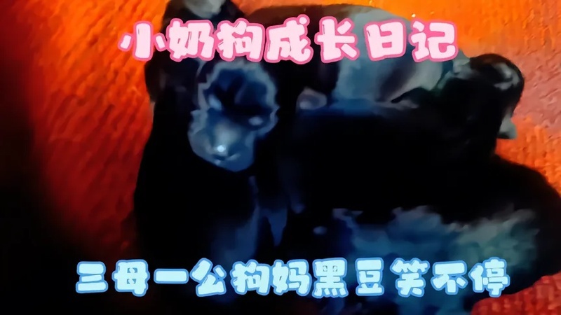 小奶狗成长日记,三母一公狗妈黑豆笑不停!