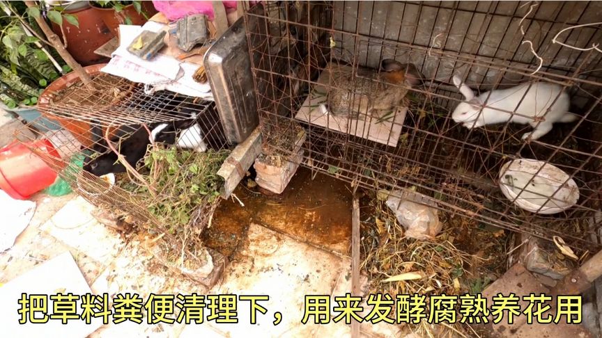 小侯把兔子窝清理完的粪便,发酵腐熟用来养花,叶片翠绿花又多