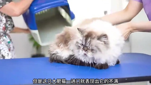 被主人宠坏暴躁的猫咪去美容,脾气很大,美容师只需一招制服