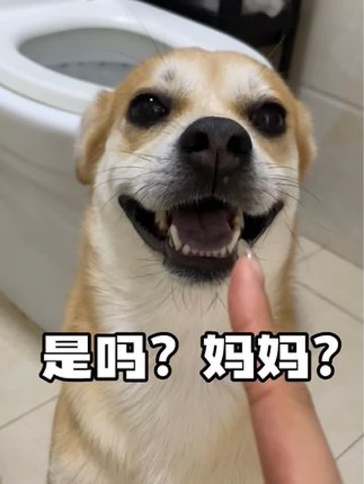 什么样的家庭能养出这样的孩子#萌宠出道计划 #贱 #狗 #妈送