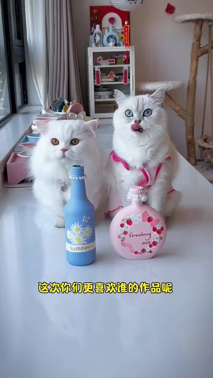 大家快来帮它们投票吧!